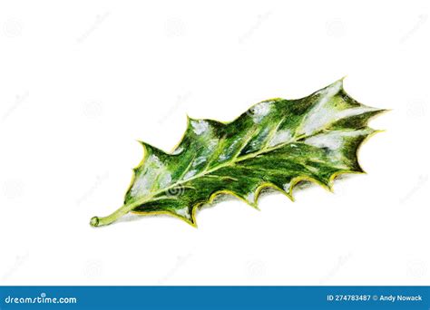 The Shadow And Outline Of A Tree Royalty Free Stock Image