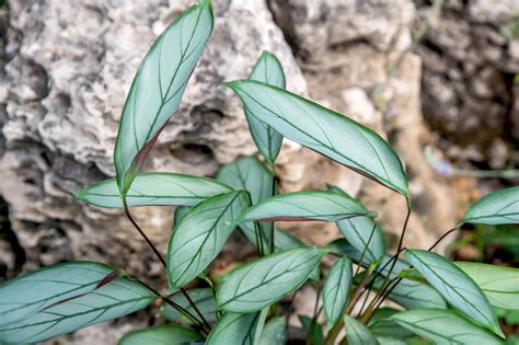 How To Grow And Care For Ctenanthe Setosa Grey Star