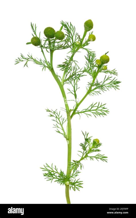 Matricaria Chamomilla Flower Isolated On White Background Stock Photo