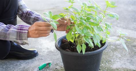 How To Prune Your Basil Plant