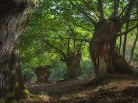 El Incendio En Liébana Ha Afectado A Tres Castaños Milenarios De Pendes Sociedad Cadena Ser