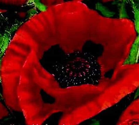 Bulk Great Red Oriental Poppy Seeds — Seeds N Such