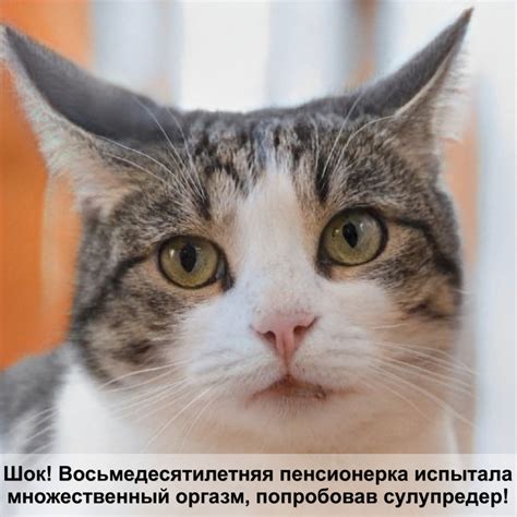пурина ван для кошек отзывы — Postimages