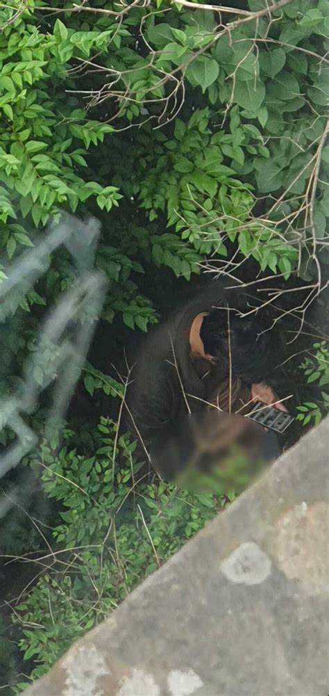 Shocking Moment Fast Food Delivery Driver Caught Performing Sex Act In
