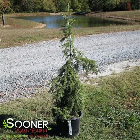 Sargents Weeping Canadian Hemlock Sooner Plant Farm
