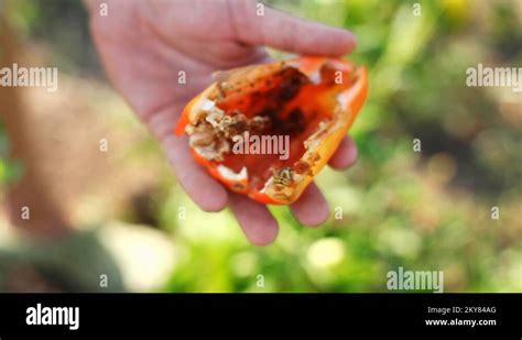 Crop Disease Pepper Stock Videos And Footage Hd And 4k Video Clips Alamy