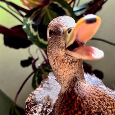Dino Billy R Duck