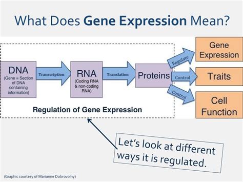 Ppt Gene Expression And Cell Differentiation Powerpoint Presentation Id3175172