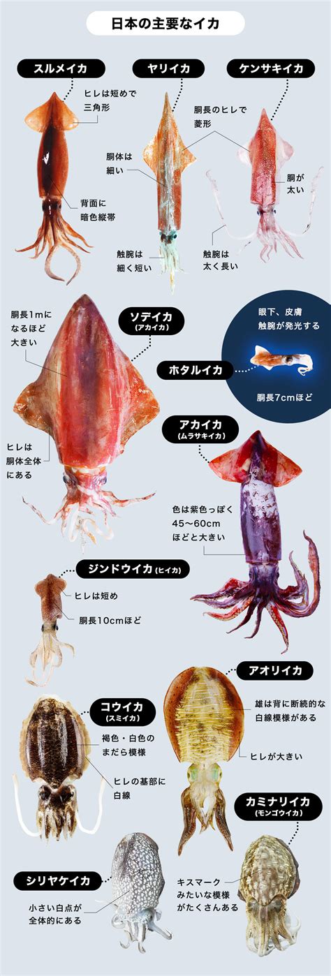 コウイカ （スミイカ）の特徴・生態、食べ方や旬、料理を徹底解説！ とともん
