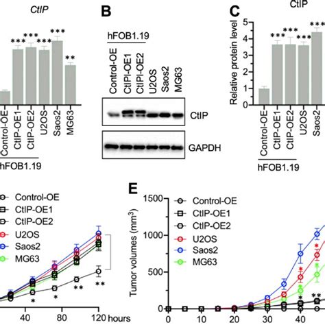 Schematic Structure Of Hsp27 Hspb1 Hsp60 Hspd1 Hsp70 Hspa Download Scientific Diagram