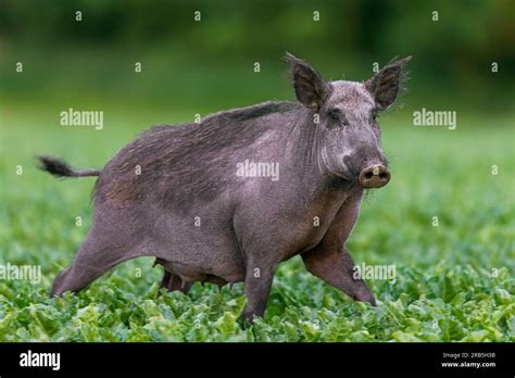 Solitary Wild Boar Sus Scrofa Sow Female Foraging In Sugar Beet