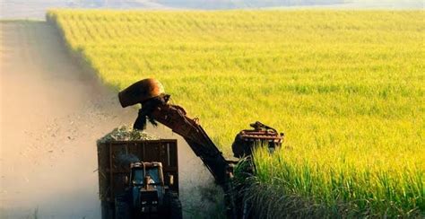 Moagem De Cana De Açúcar No Norte Nordeste Supera 52 Milhões De