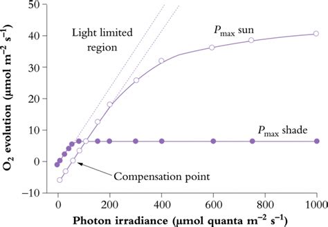 1211 Light Interception And Utilisation Plants In Action