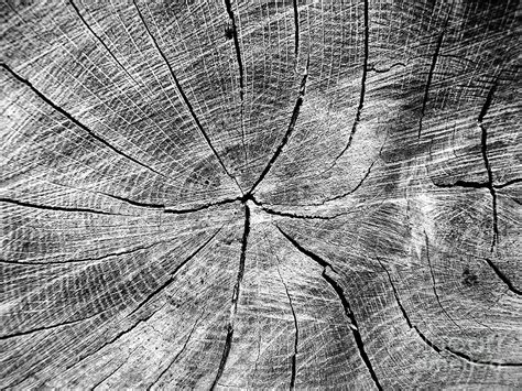 Cross Section Of An Oak Tree Photograph By Stephen Farhall Fine Art America