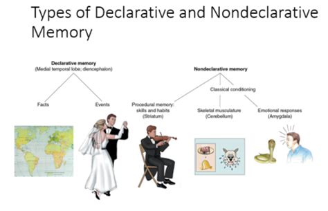 Learning And Memory Neuro Flashcards Quizlet