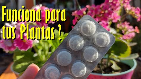 Puse una ASPIRINA en mis PLANTAS y mirá lo que pasó YouTube