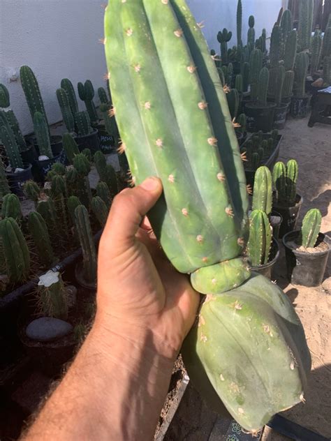 Juuls X Op — Massive Stacker Cut E