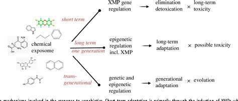 Figure 3 From Costs Of Molecular Adaptation To The Chemical Exposome A Focus On Xenobiotic