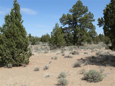 Professor Researches Design Values Of Invasive Juniper Trees