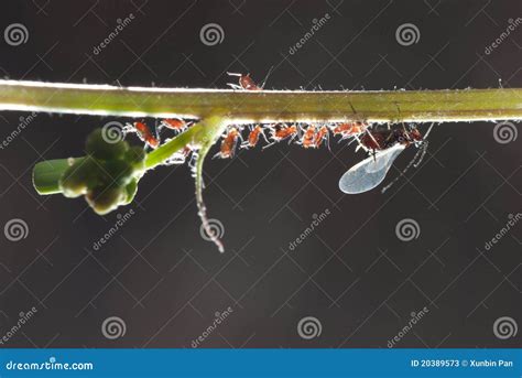 Insect Aphid Pest On A Tree Leaf Aphids Stock Image Cartoondealer