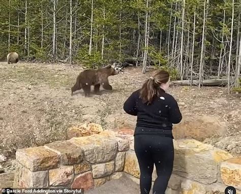 Yellowstone Tourist 25 Is Jailed For Four Days After Getting Within