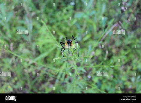 This Picture Shows A Beautiful Grasshopper In A Pre Jumping Position