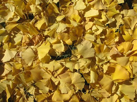 Oak Spring Garden Foundation Ginkgo The Tree That Time Forgot