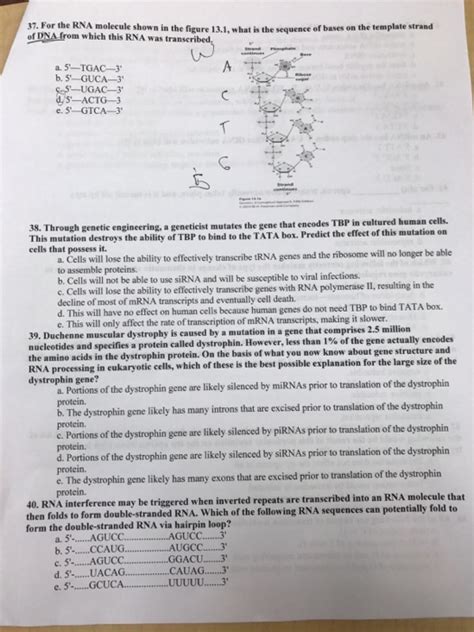 Solved For The RNA Molecule Shown In The Figure What Chegg Com