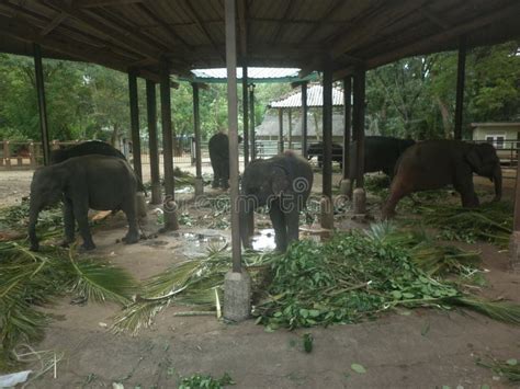 Pinnawala Elephant Orphanage In Srilanka Stock Image Image Of Lanka Asian