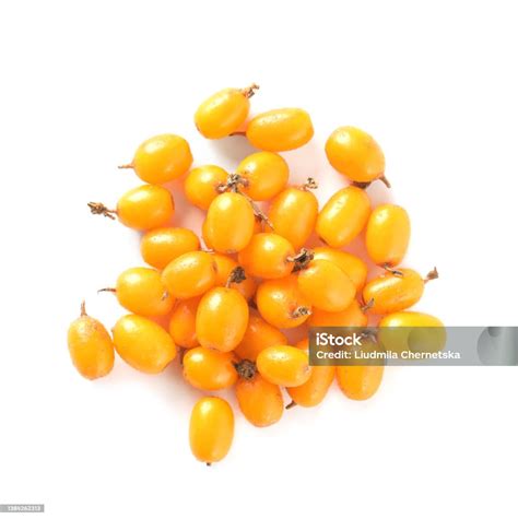 흰색 배경에 신선한 잘 익은 바다 갈매 나무 속 열매 상단 보기 씨벅턴에 대한 스톡 사진 및 기타 이미지 씨벅턴 0명 가을 Istock