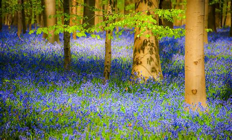 Spring Wildflowers In Forest Canvas Print Wall Art