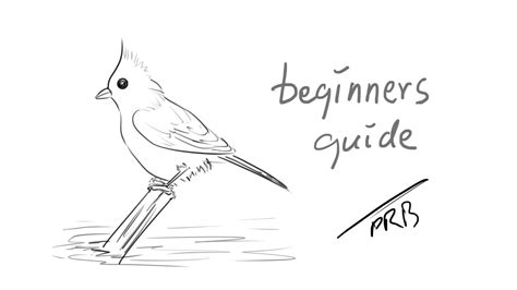 Titmouse Drawing