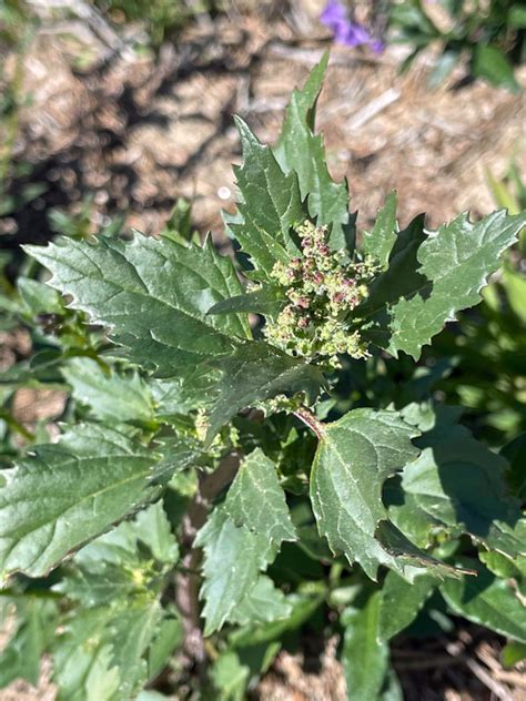 Chenopodiaceae