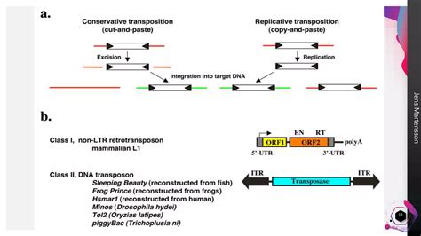 Junk Dna Non Coding Dna And Its Importance Regulatory Rnas Rna