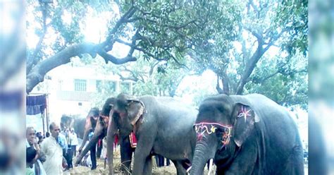Sonepur Mela इस दिन होगा एशिया के सबसे बड़े पशु मेले का आगाज इस बार