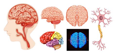 human brain stock vector image by ©kastarisentra 43273401