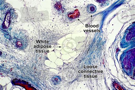 Adipose Loose Connective Tissue