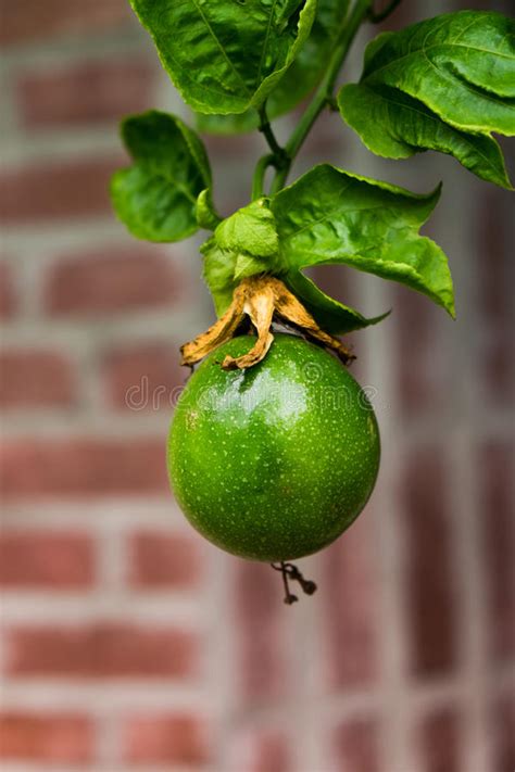 Close Up Of Passion Fruit Stock Image Image Of Garden 58661279