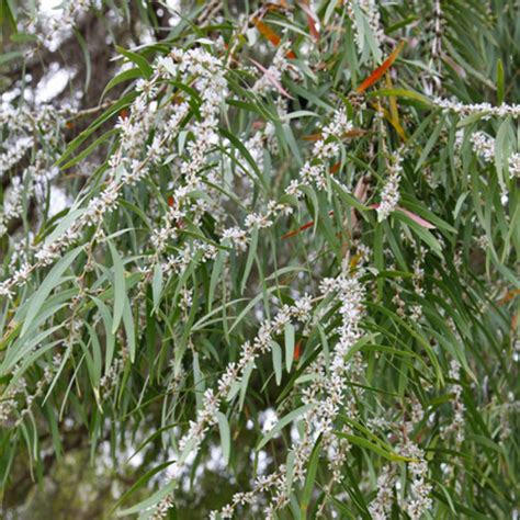 West Australian Weeping Peppermint Potplantheavenperth
