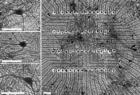 Figure 1 From Functional Structure Of Cortical Neuronal Networks Grown