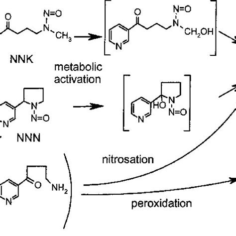 Myosmine Contributes To Hpb Releasing Dna And Hemoglobin Adducts