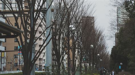 葉が落ちた街路樹の写真素材 ぱくたそ