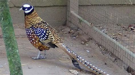 Top 15 Pheasant Bird Prices In Pakistan With Pictures 2025 Taj Birds