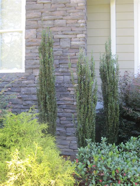 Sky Pencil Holly Sky Pencil Holly Landscaping Inspiration 48 Off
