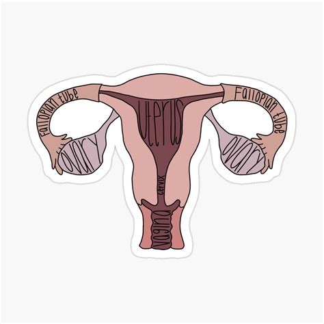Labeled Female Reproductive System Anatomy Sticker For Sale By