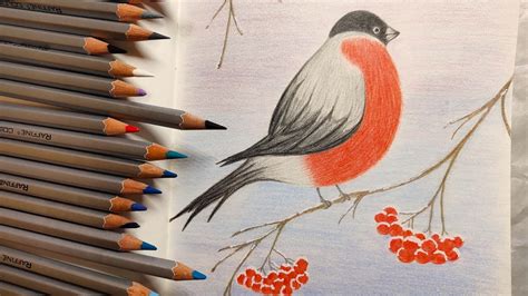 Як намалювати снігуря кольоровими олівцями Bird With Colored Pencils