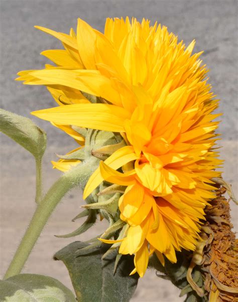 Helianthus annuus - Изображение особи - Плантариум