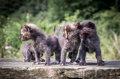 猫同士の厳しい生存競争熾烈な縄張り争いや子殺しを知ろう｜dime アットダイム