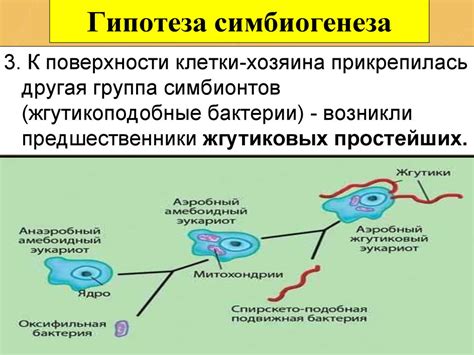 Ранние этапы эволюции живого мира презентация онлайн