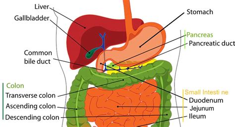 Gallbladder Sludge
